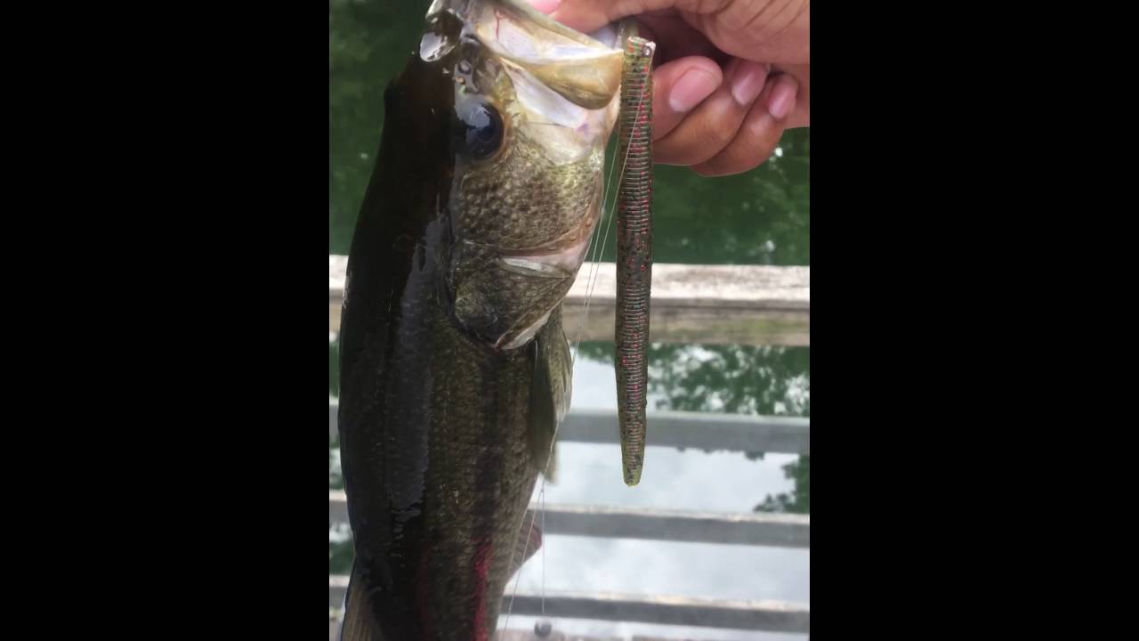Bass fishing waller mill park - YouTube