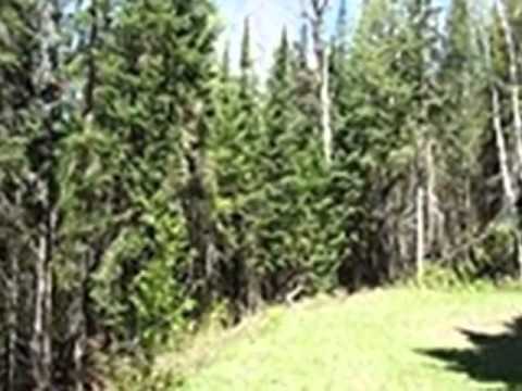 Homes for Sale - 11663 Bobcat Run Republic MI 49879 - Carol Vining ...