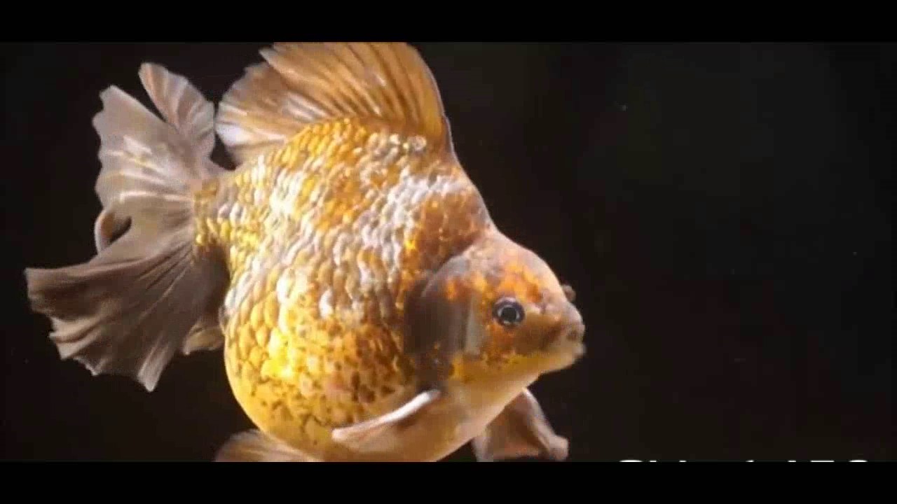 China Goldfish - YouTube