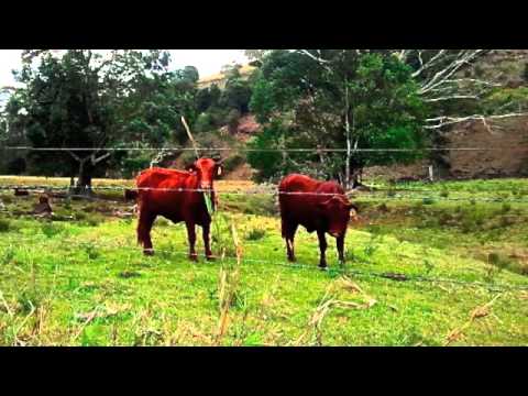 Relax on the farm - FULL SURROUND BINAURAL - YouTube