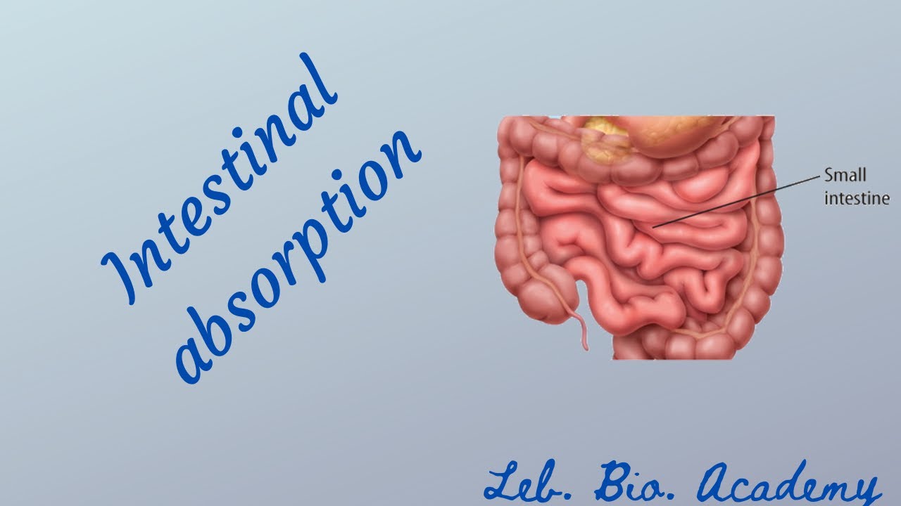 Intestinal absorption - YouTube