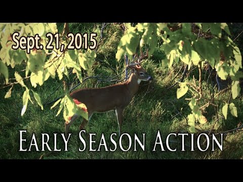 Early Season Hunting Action | Midwest Whitetail - YouTube