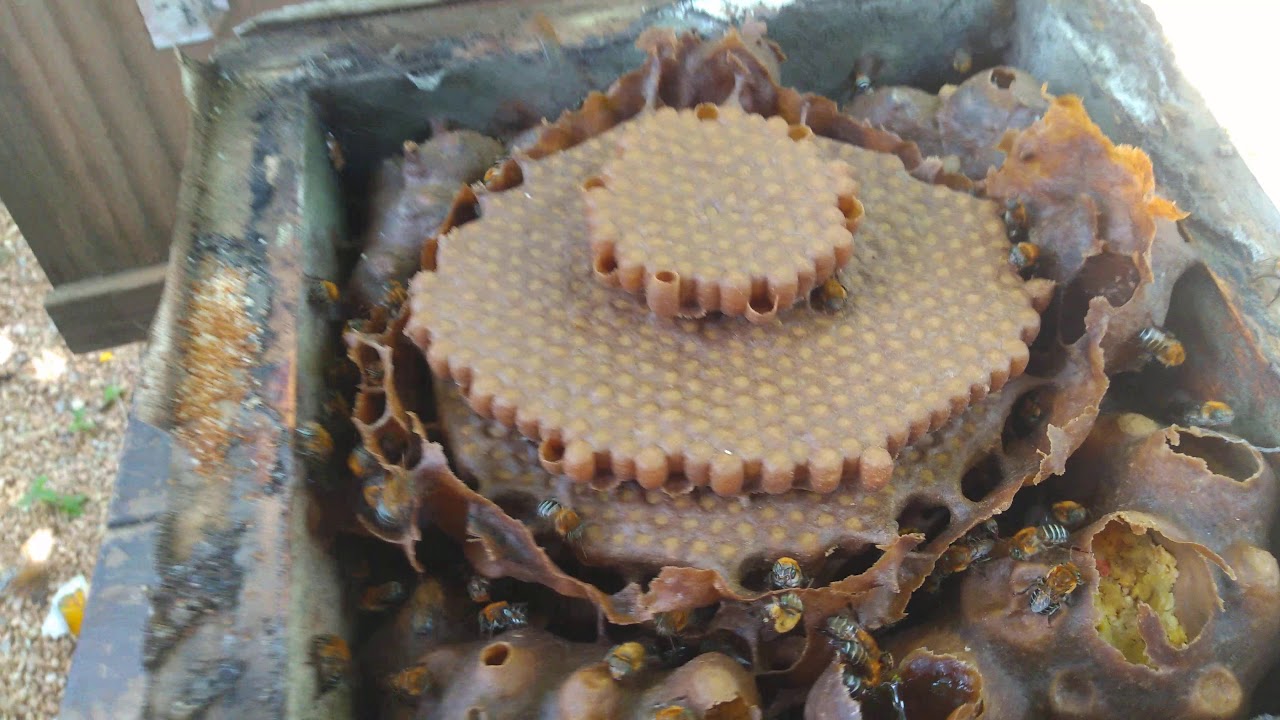 Divisão de urucu nordestina - YouTube