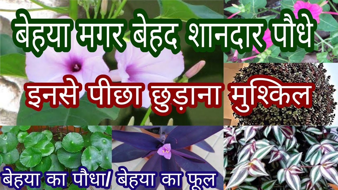 क्या आपके पास हैं ये 27+ बेहया पौधे/ Behaya plant/ Hardy plant ...