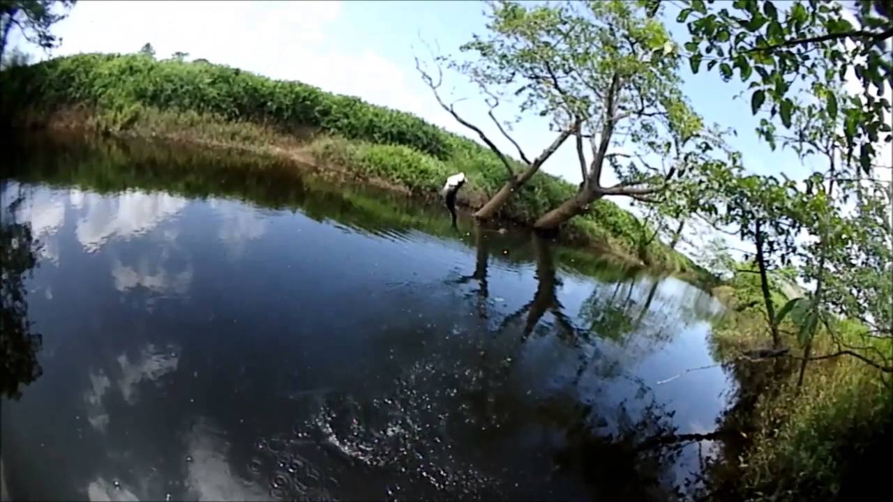 Tarpon fishing australia - YouTube
