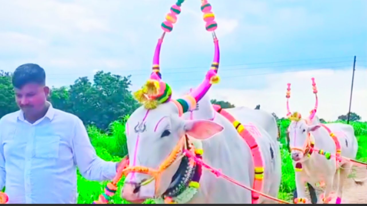 khillar bail jod | श्री चंद्रकांत हाके - ता. गेवराई (बीड) | chal sarja ...