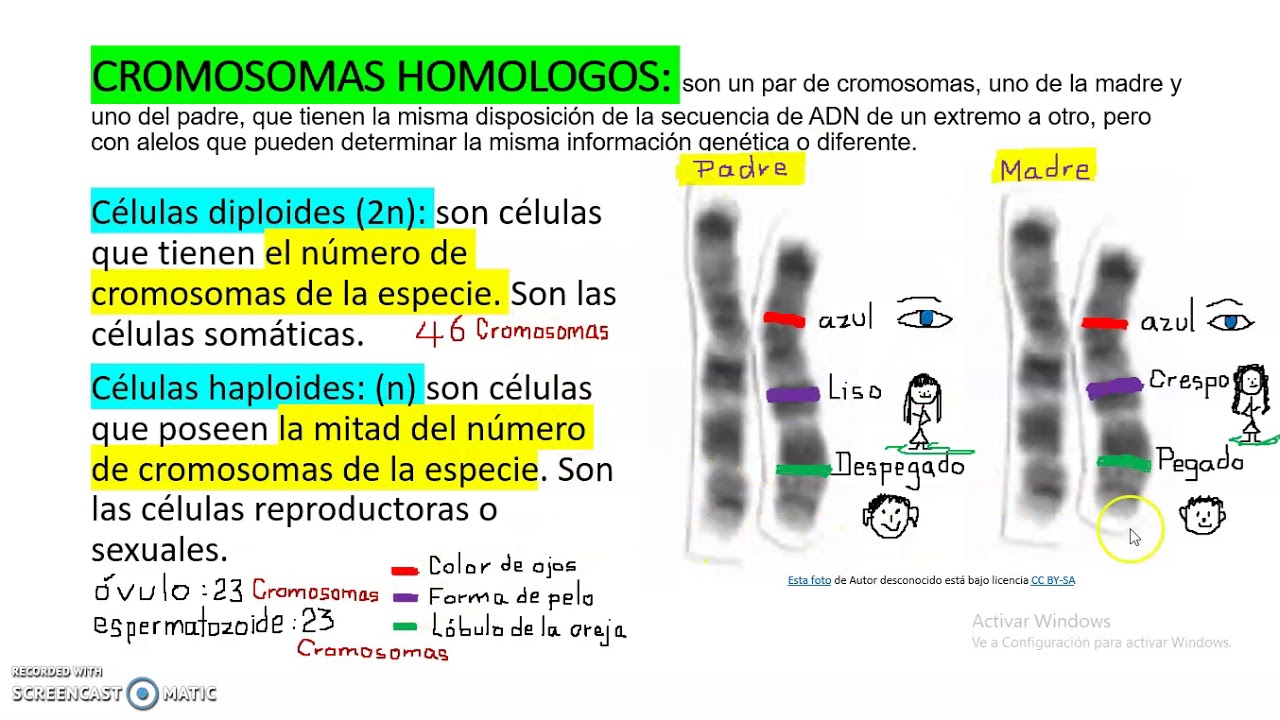 CROMOSOMAS HOMÓLOGOS - YouTube CROMOSOMAS HOMÓLOGOS - YouTube