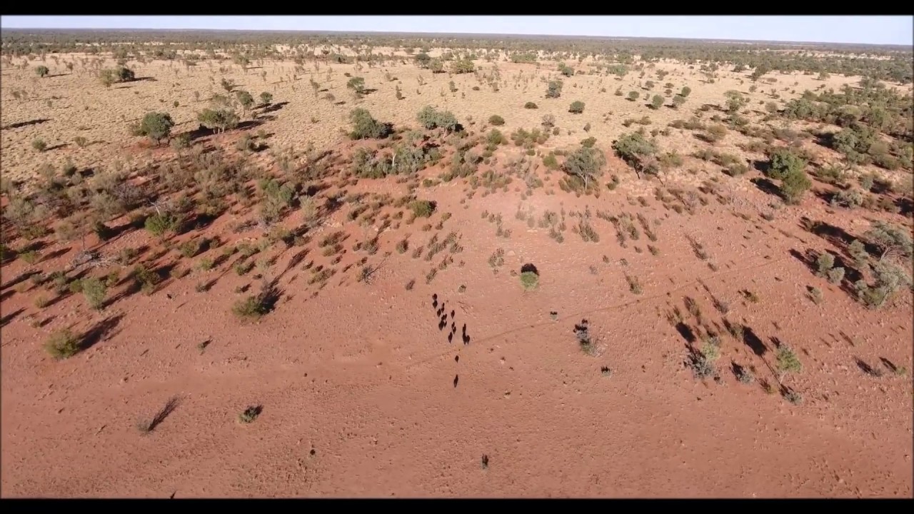 DJI The trip, windorah to bollon Wild pig and emu chasing ...
