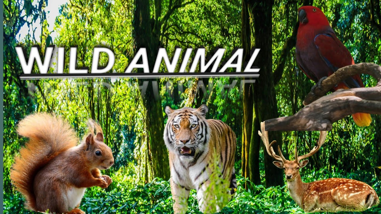 Animals&wildlife 4k altra HD.Relaxing music and nature sound |animal ...