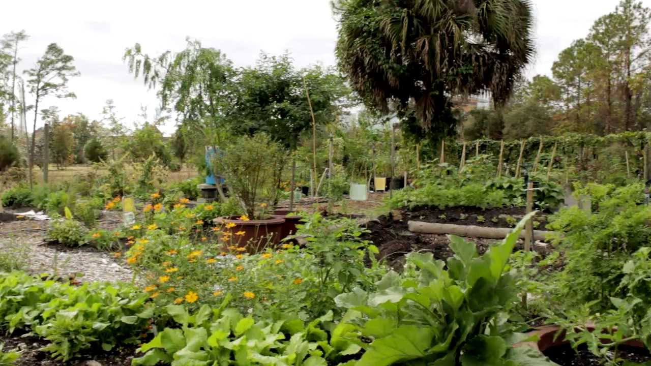 Volunteering at the UCF Arboretum - YouTube