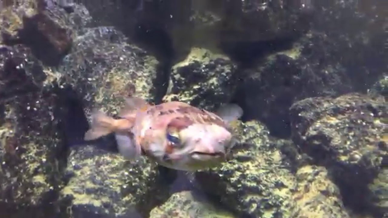 Un poisson qui nage dans l'eau!!! - YouTube