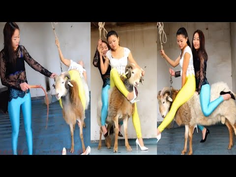 Two ladies Sheep riding new video please subscribe my channel #highlights #viralvideo #horse #sheep 