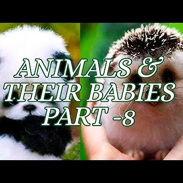 Animals & their babies Part 8 #wildlife - YouTube