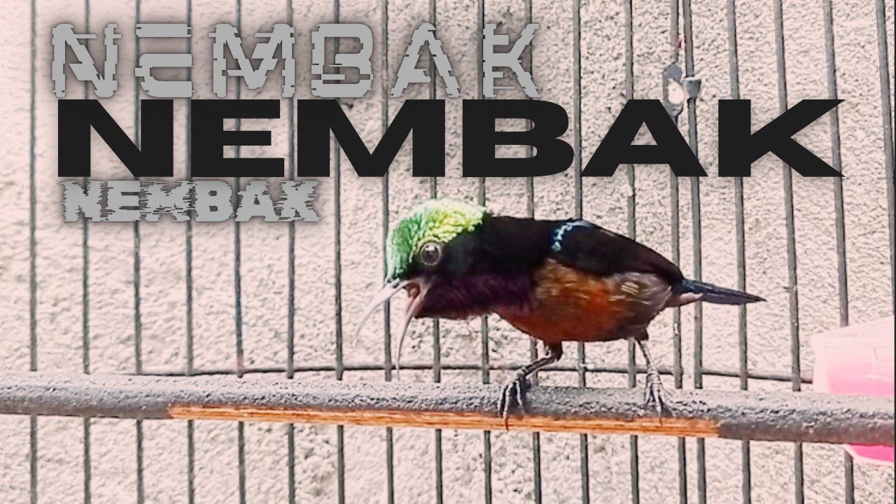 Burung Konin Gacor Pancing kicau kolibri ninja mudah bongkar materi ...