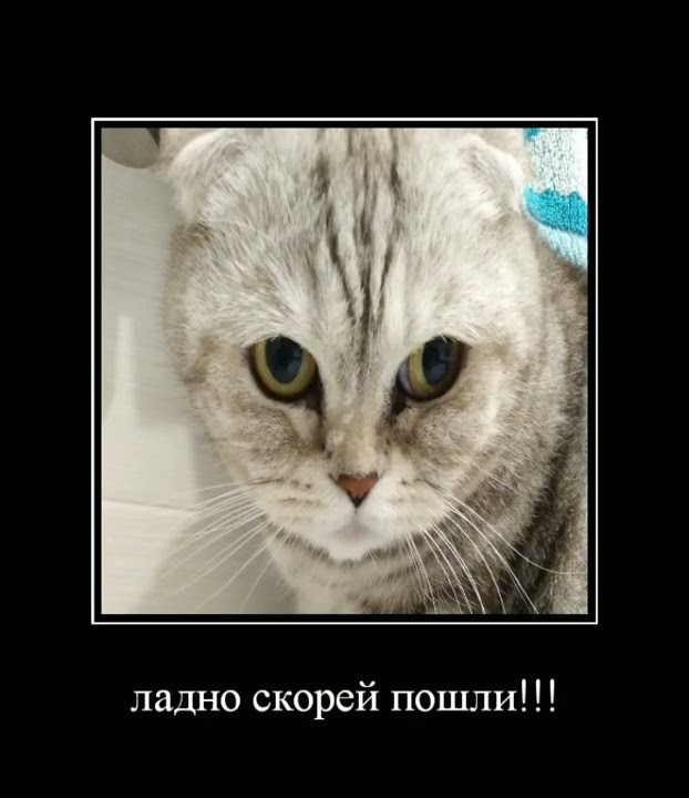 шлёпа и чебупель🔹2 серия🔹#shorts - YouTube