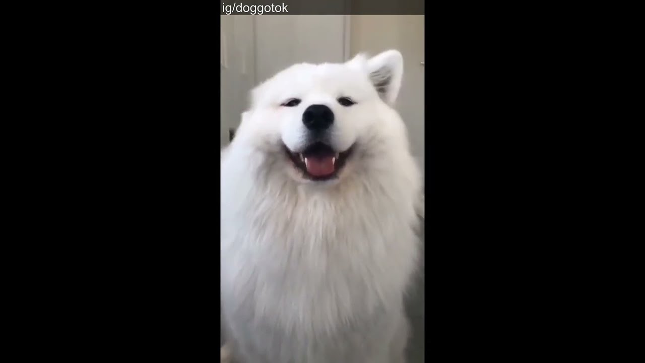 Funniest And Cutest Dogs, Dogs Reels Compilation That Will Make You ...