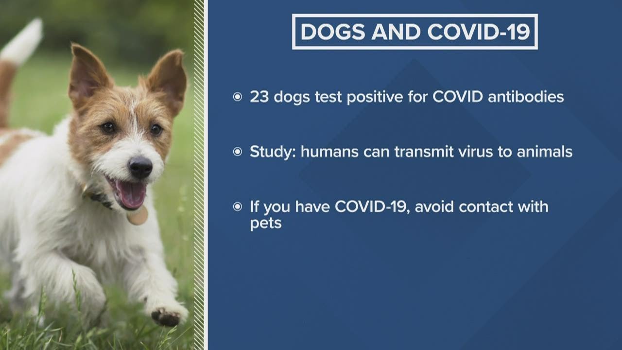 23 dogs in Washington test positive for virus that causes COVID-19 ...