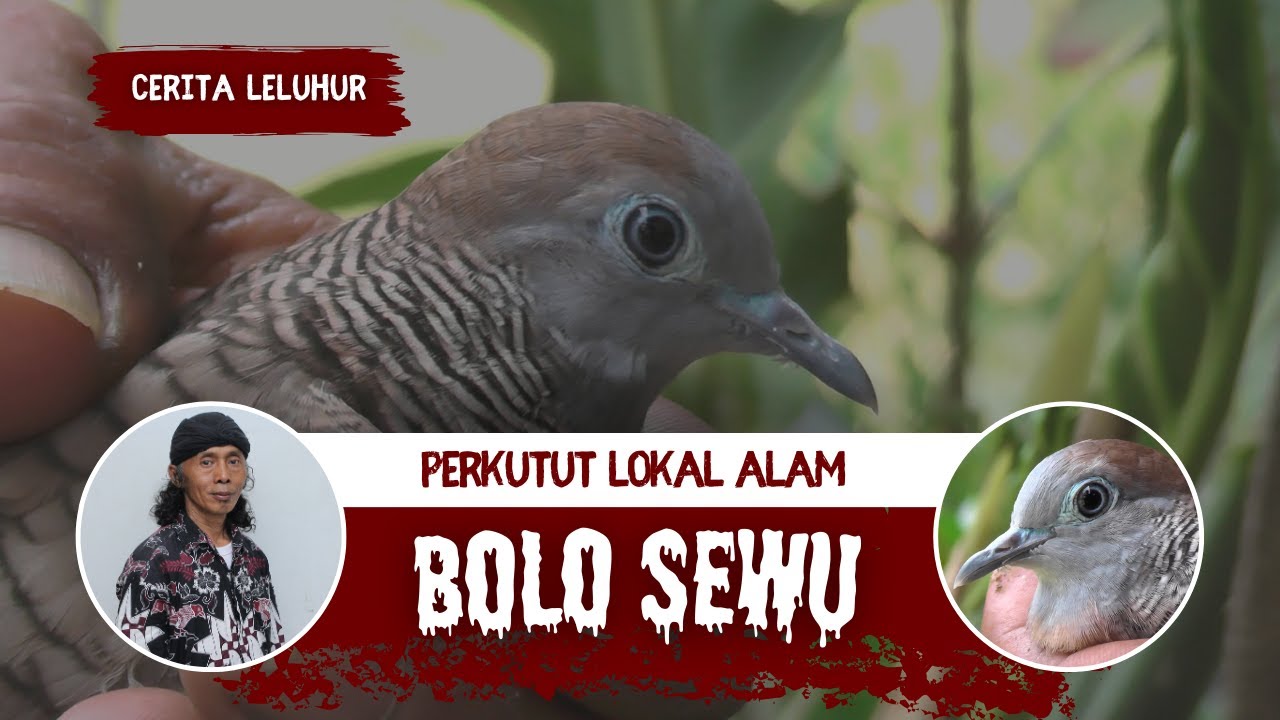 PERKUTUT BOLO SEWU ORIGINAL LOKAL ALAM - YouTube