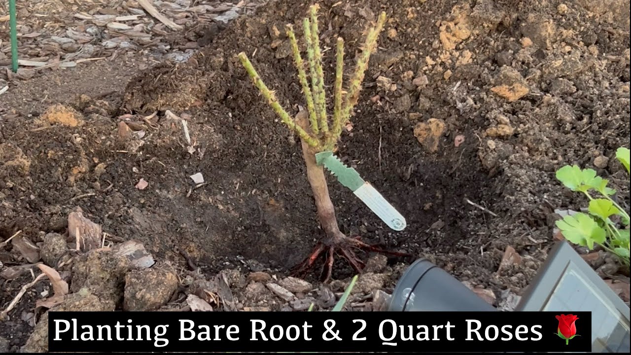 Planting 17 David Austin Bare Root & 2 Quart Roses in Ground 🌹 | David ...