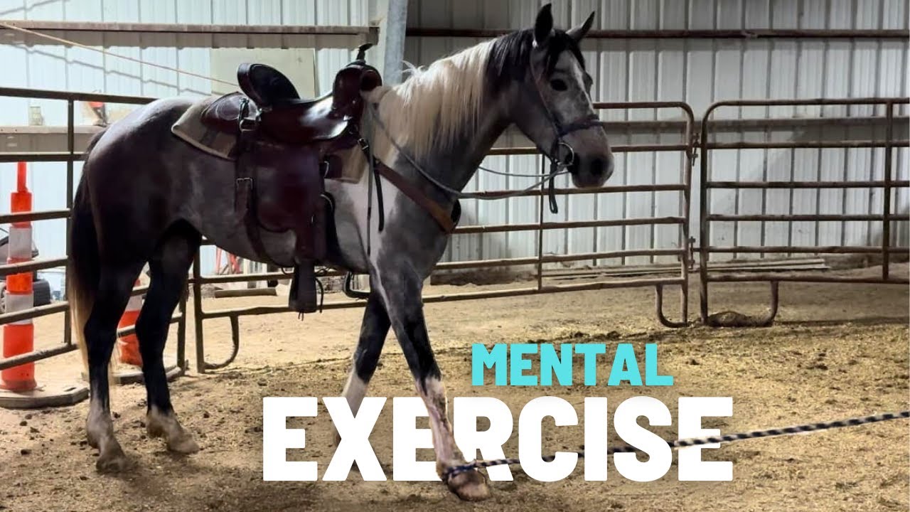 Our CLASSY Horse Training Continues…. - YouTube