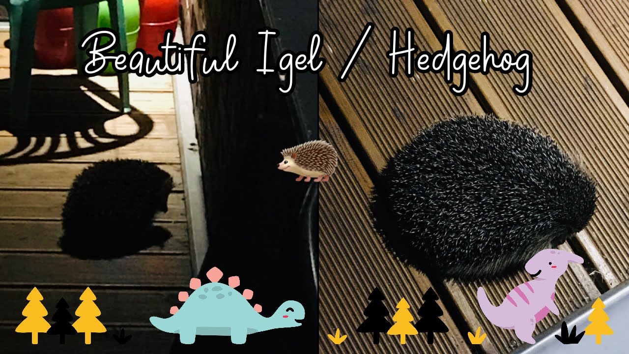 We have a Visitor | Hedgehog / Igel | Filipina-German Family | Short ...