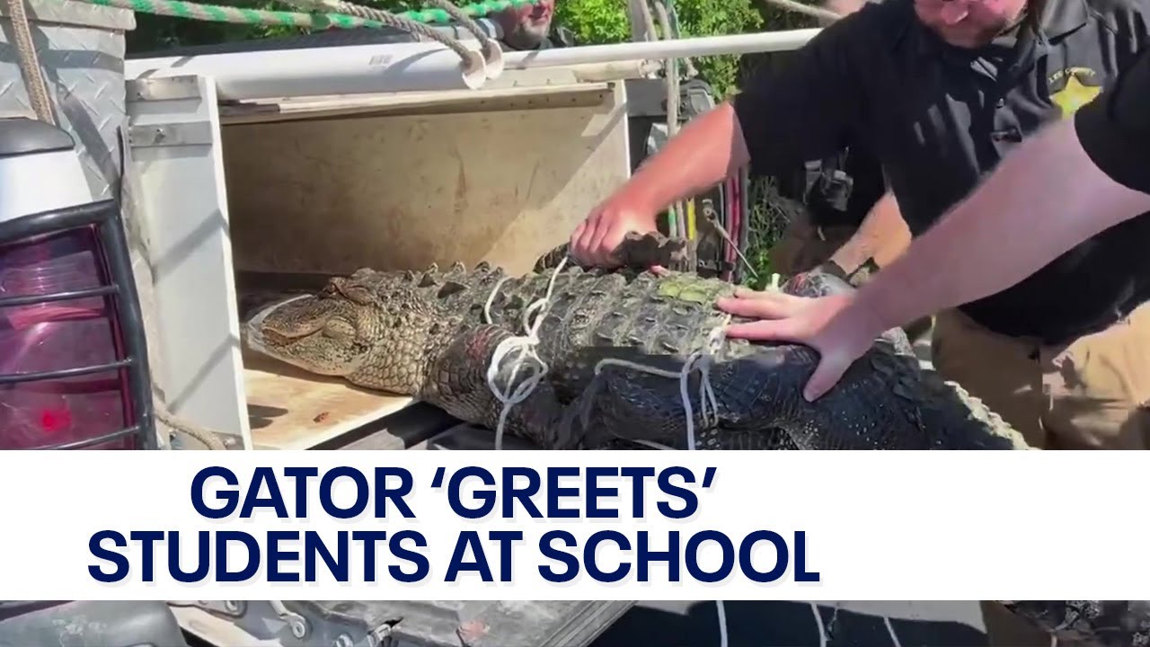 Video: 7-foot alligator greets Florida students in drop-off line at ...