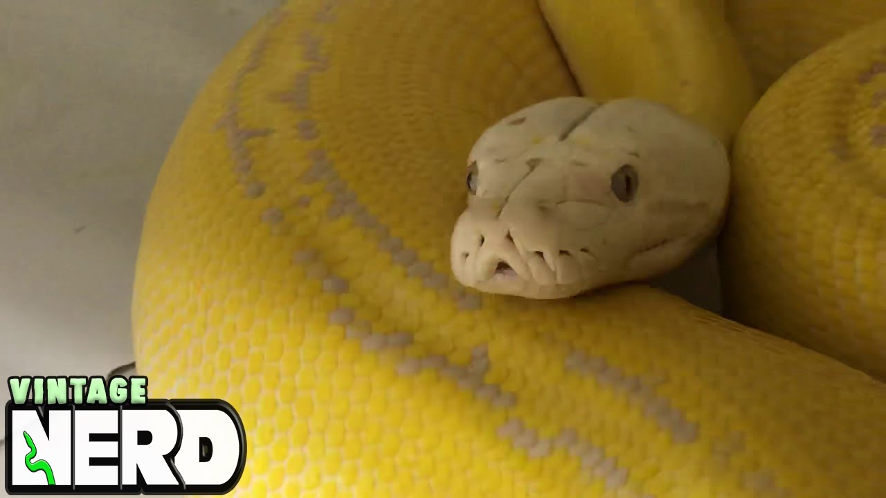 Bone White and YELLOW on this crazy Reticulated Python Genetic Combo! - YouTube