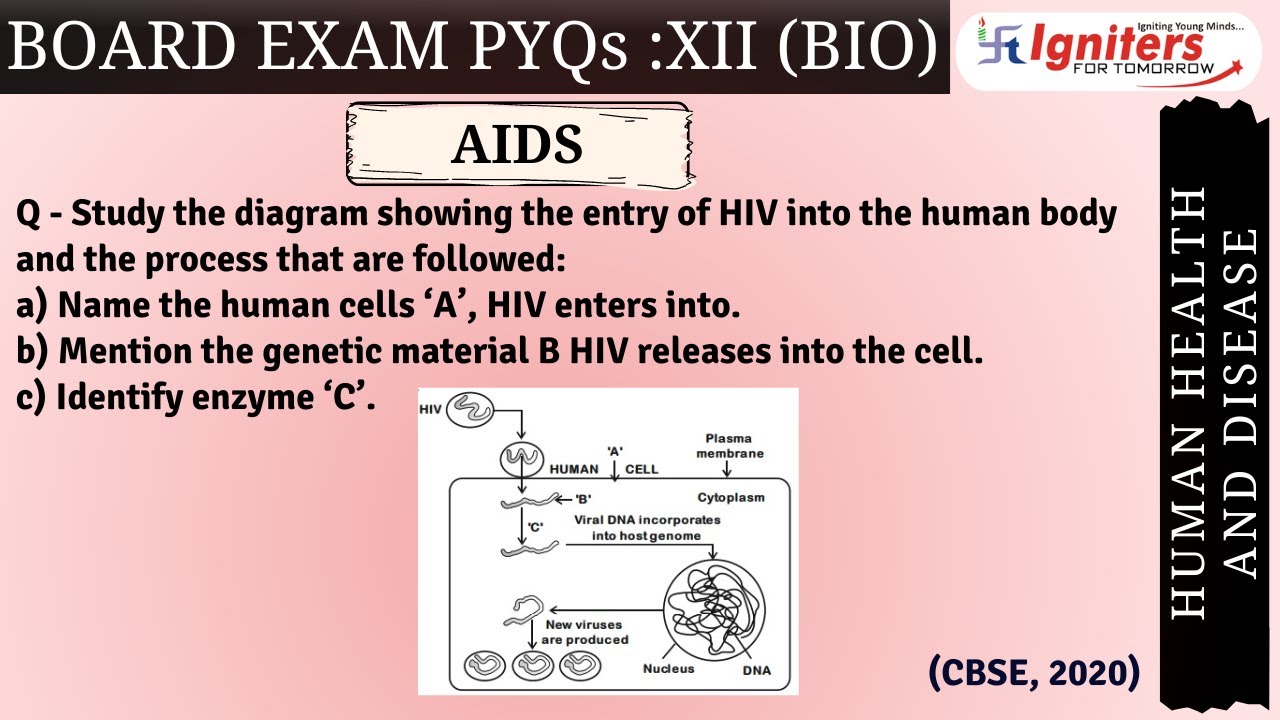 Study the diagram showing the entry of HIV into the human body and the ...
