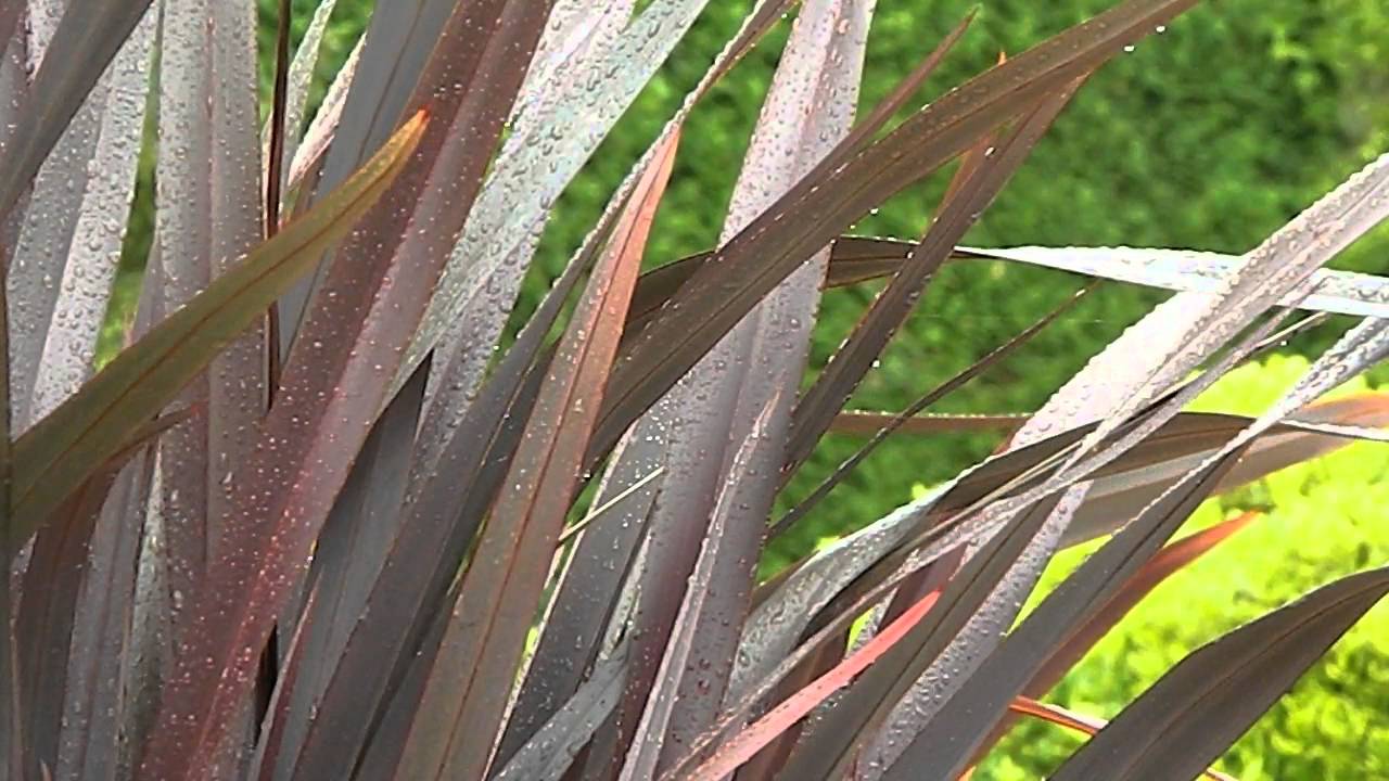Phormium tenax Atropurpureum - YouTube