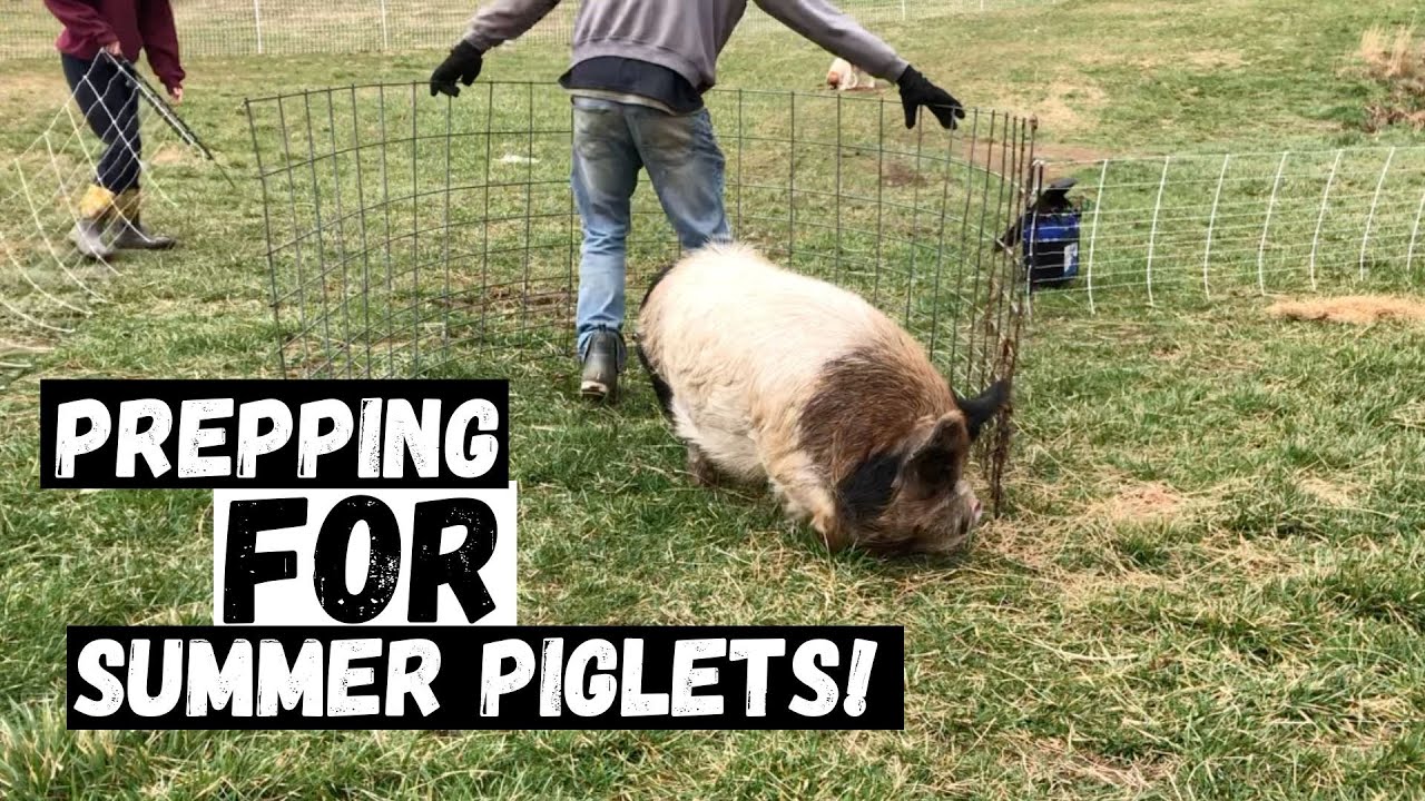 Summer Piglets on the Way! - YouTube