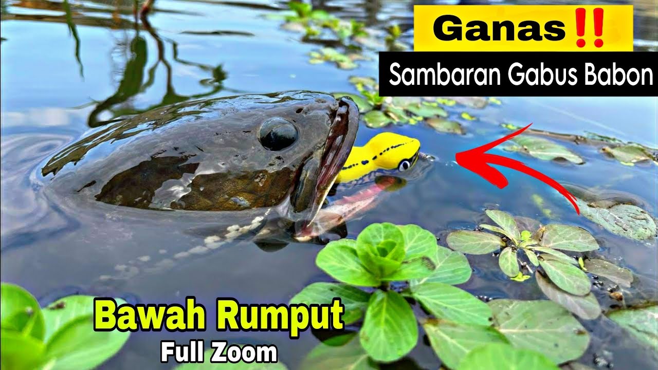 SAMBARAN TERGANAS IKAN GABUS BESAR DARI BAWAH RUMPUT/CASTING GABUS ...
