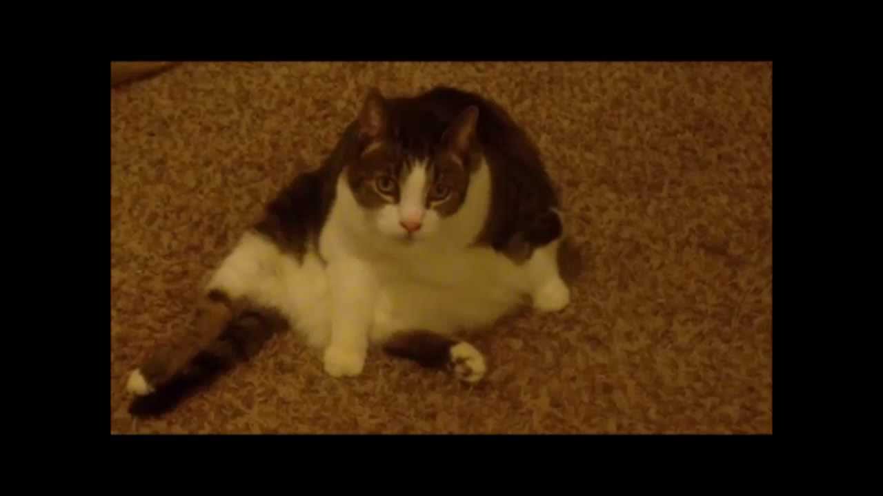 The Adventures Of Fat Maggie (Hungry Kitty) - YouTube