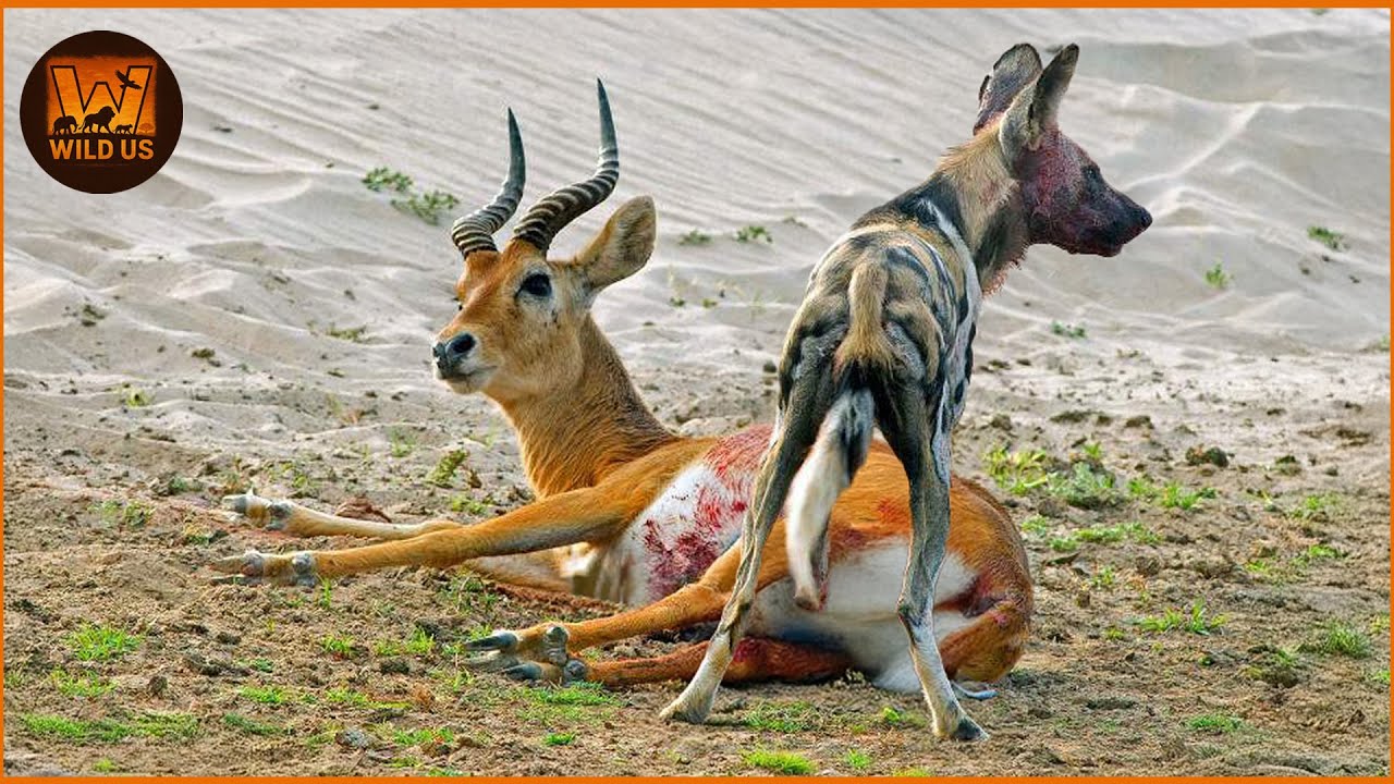 Most Terrifying Wild Dog Attacks Ever Caught on Camera | Wild Animals ...