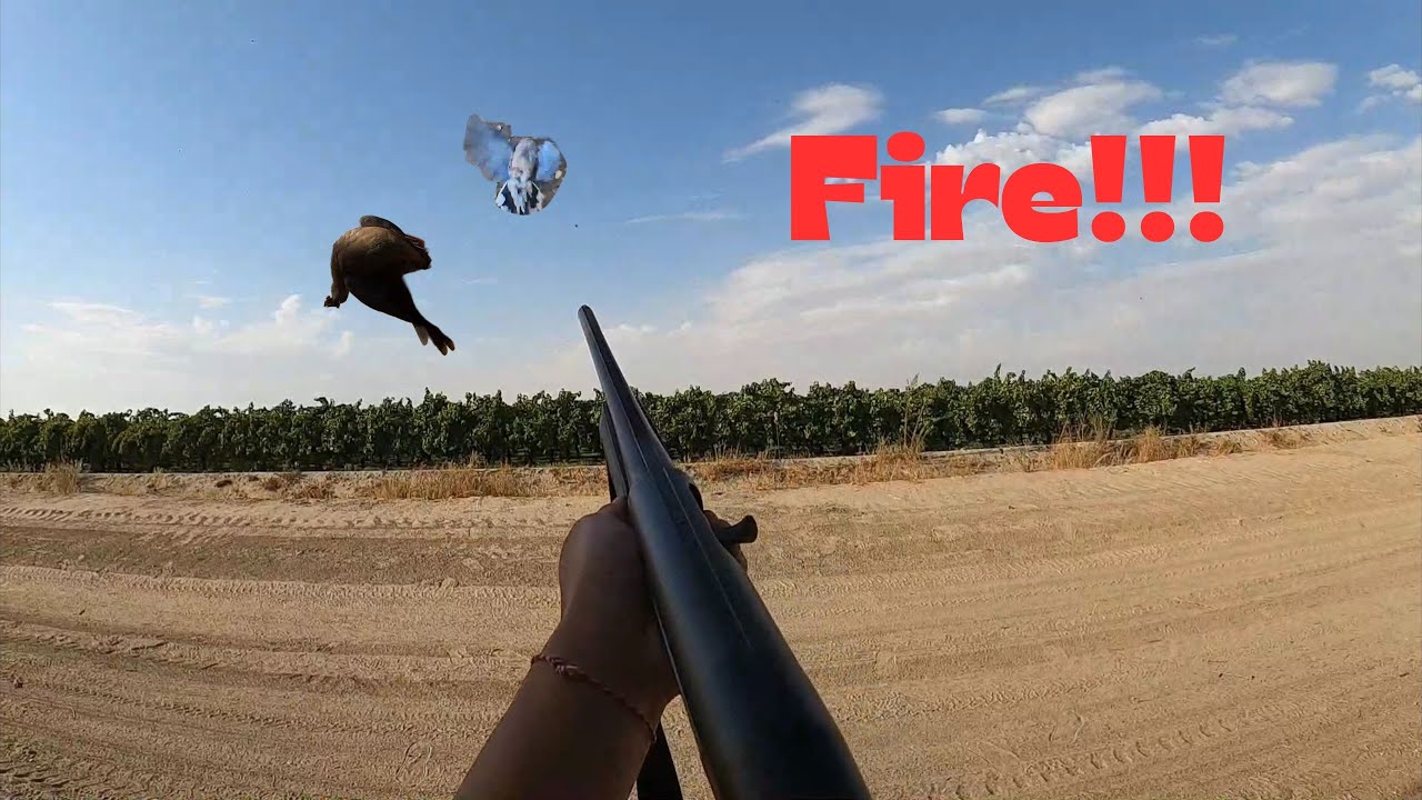 Dove hunting in Fresno CA!!! (Shooting high fly bird!) - YouTube