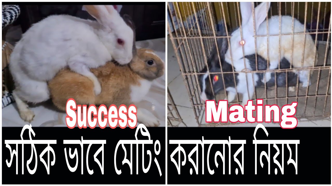 খরগোশকে সঠিকভাবে মেটিং করানোর উপায় || How to properly mate rabbits ...