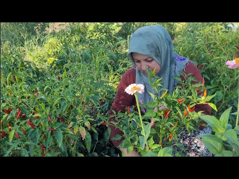 BAHÇEMİN KIRMIZI ACI BİBERİ🌶BAMYESİ🌱DOLMALIK JELEPON BİBERLERİ🫑NE VARSA HEPSİ BURDA😊