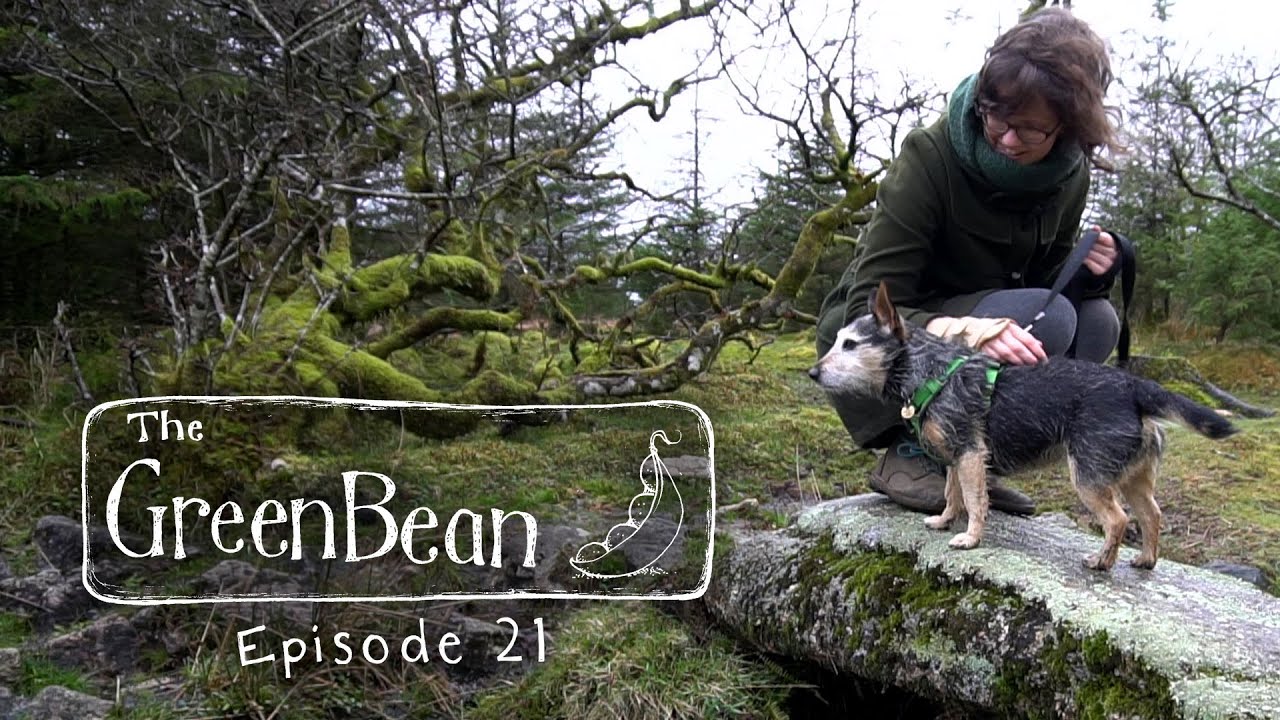 The Green Bean Podcast Episode 21 - YouTube