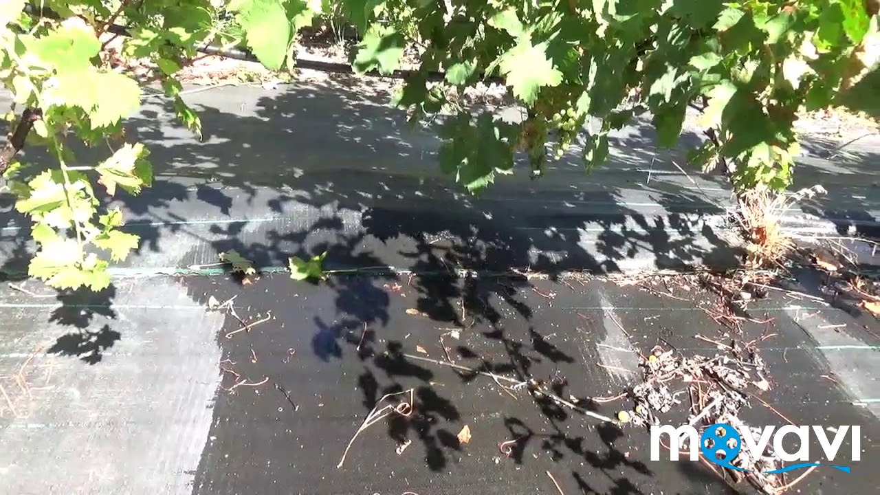ΑΤΤΑΠΟΥΛΓΙΤΗΣ ΚΑΙ ΓΕΩΥΦΑΣΜΑ ΣΕ ΑΜΠΕΛΙ! ΝΕΟΣ ΤΡΟΠΟΣ ΜΕ ΜΕΓΑΛΗ ΟΙΚΟΝΟΜΙΑ ...