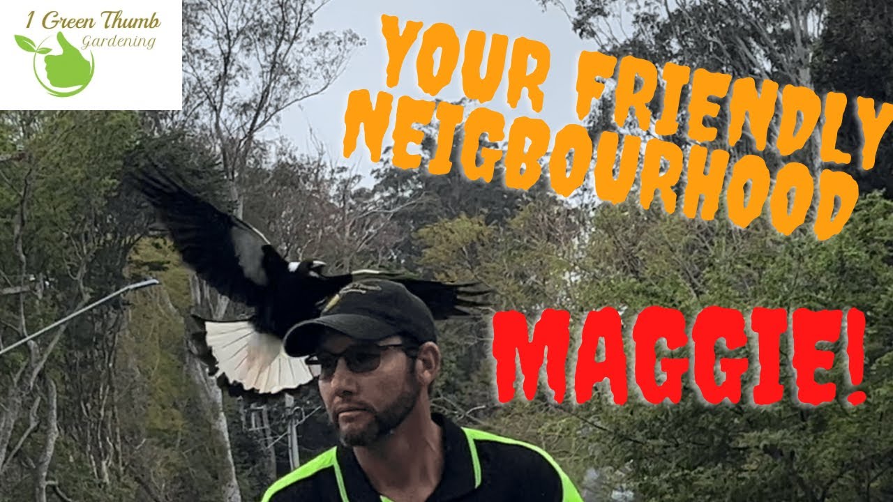 Magpies Australia, swooping season, - YouTube