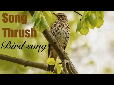 Song thrush singing audio compilation | Bird song - YouTube
