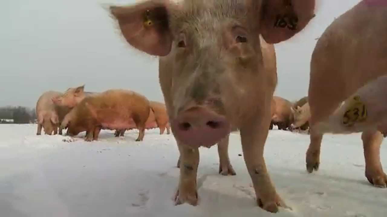 Biologische varkens met sneeuwpret (Wakker Dier) - YouTube