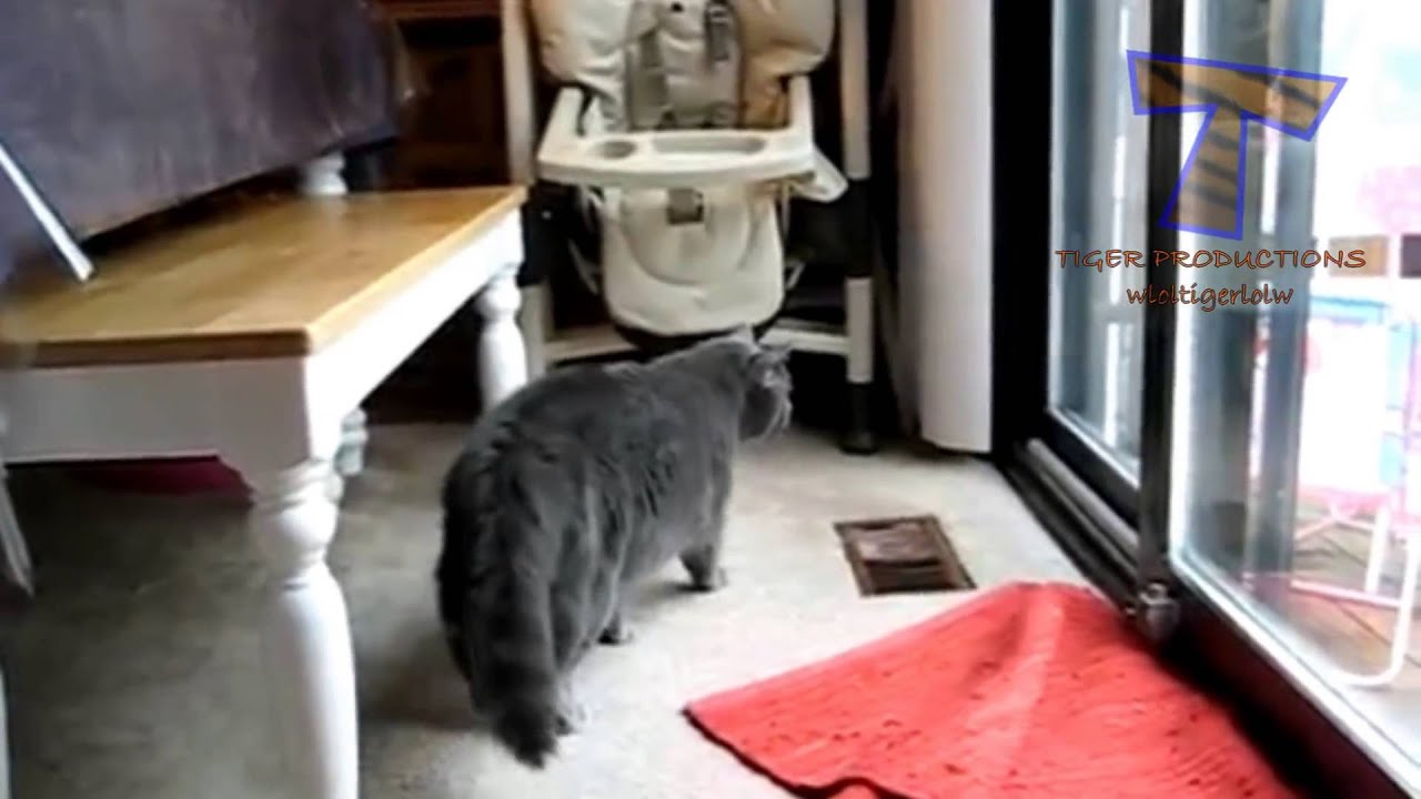 Animals screaming and making funny noises Funny animal sound ...