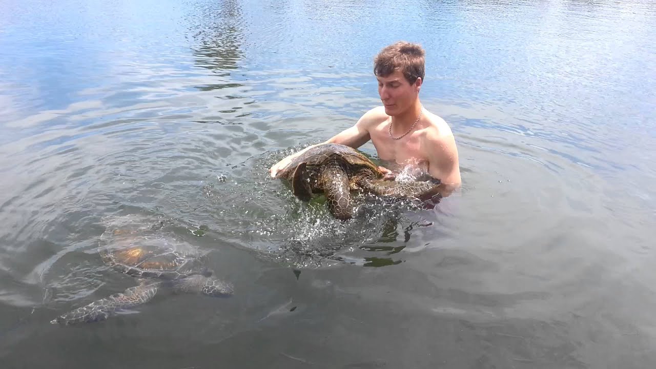 Swimming turtles, Savai'i, Samoa - YouTube