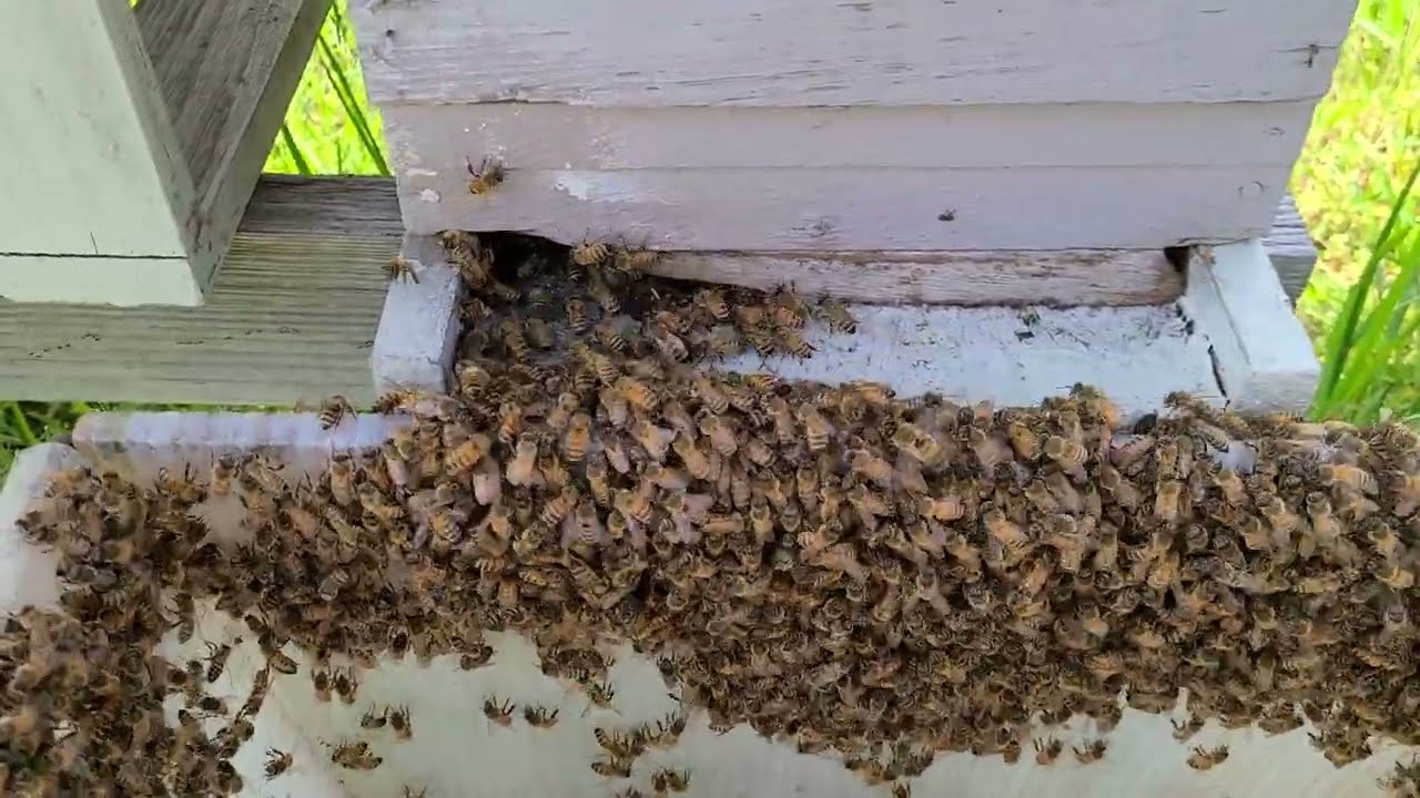 How to boost a weak hive immediately! - YouTube