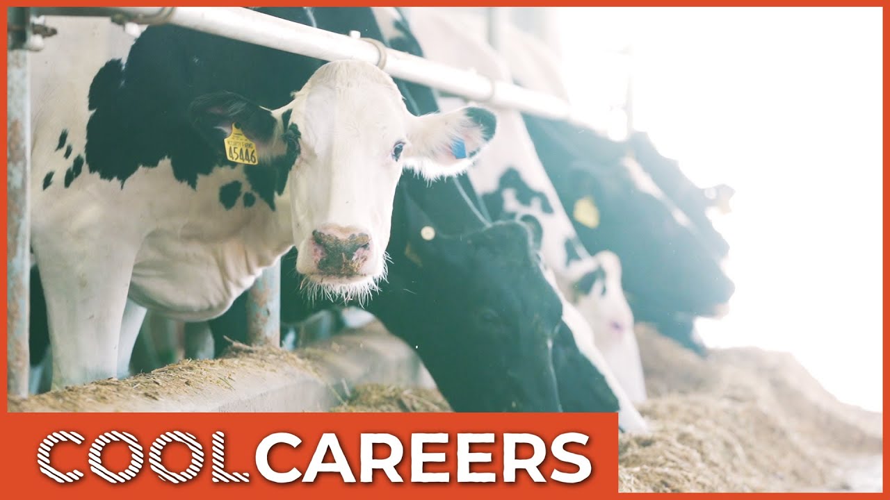 Cool Careers - Episode 16: Dairy Farmer - YouTube
