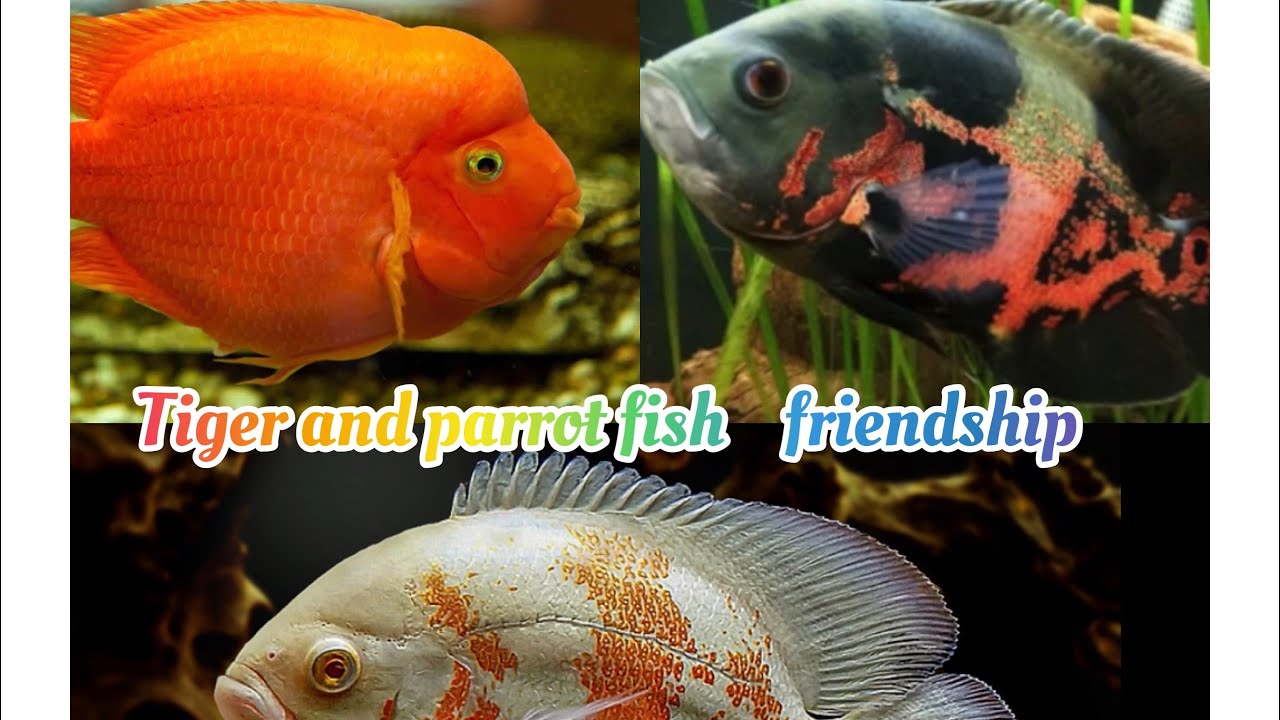 #Oscar fish tank - Ayesha”s Aquarium. - YouTube