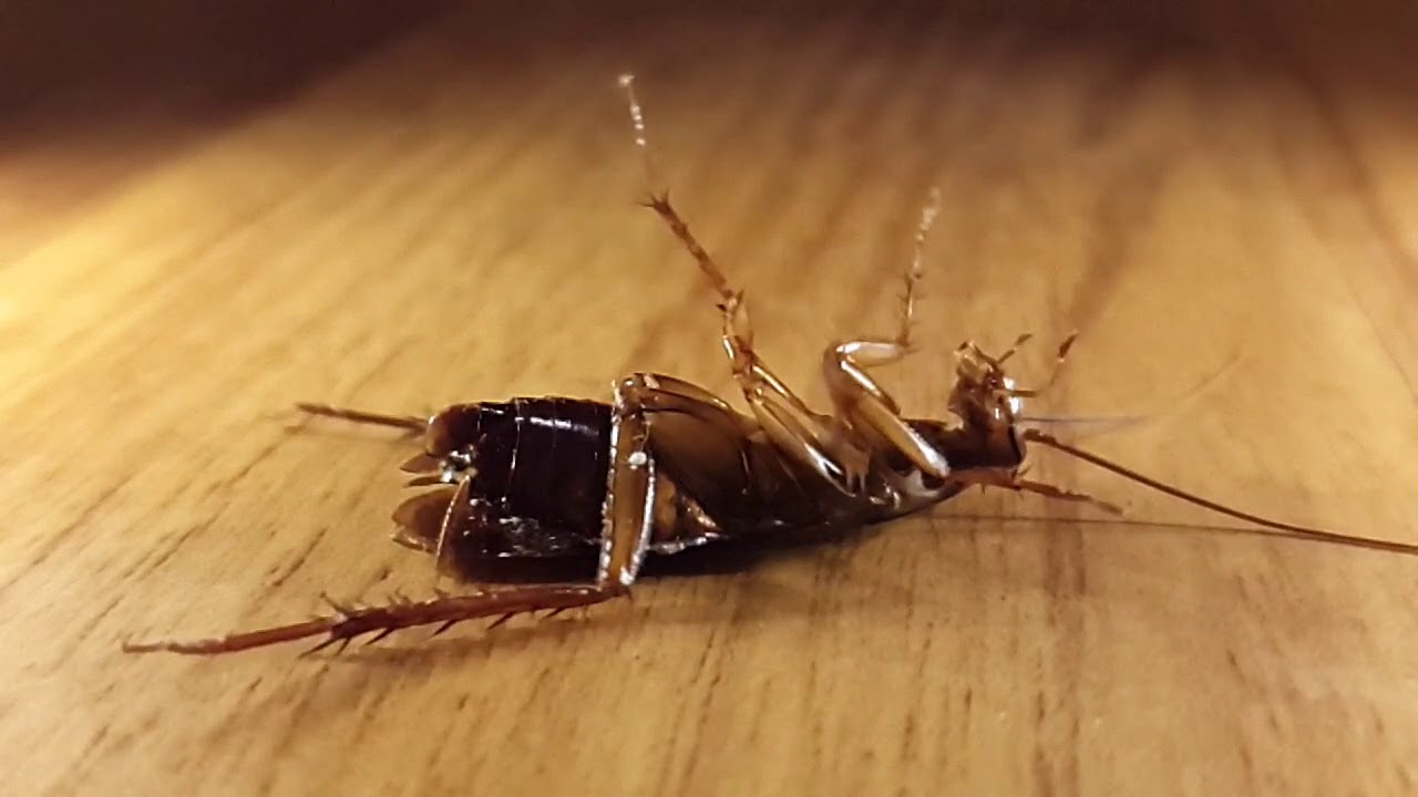 Cockroach dance - YouTube
