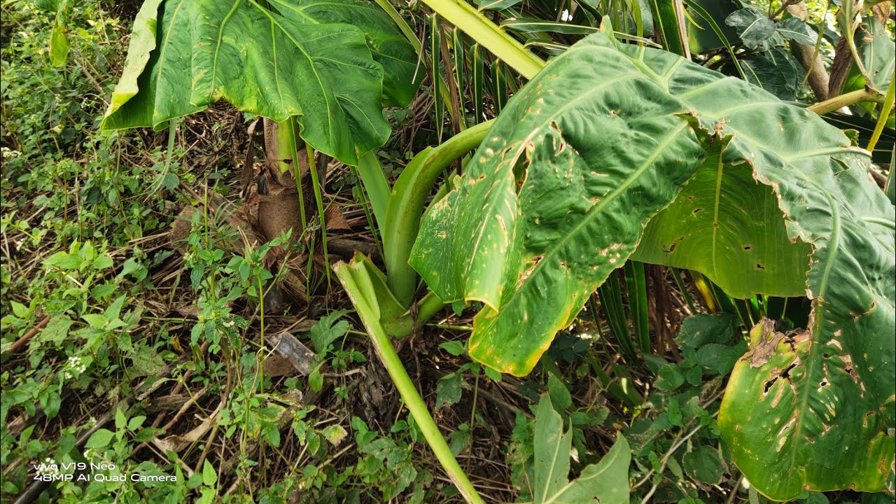 Bajang Plant 25k 50k Php YouTube bajang-plant-25k-50k-php-youtube