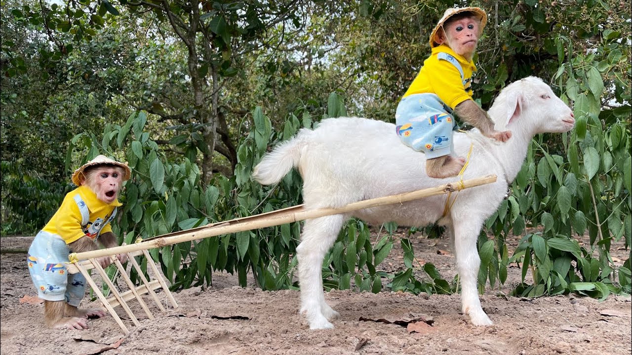 Goat Helping CUTIS Farmer Plowing The Land - YouTube