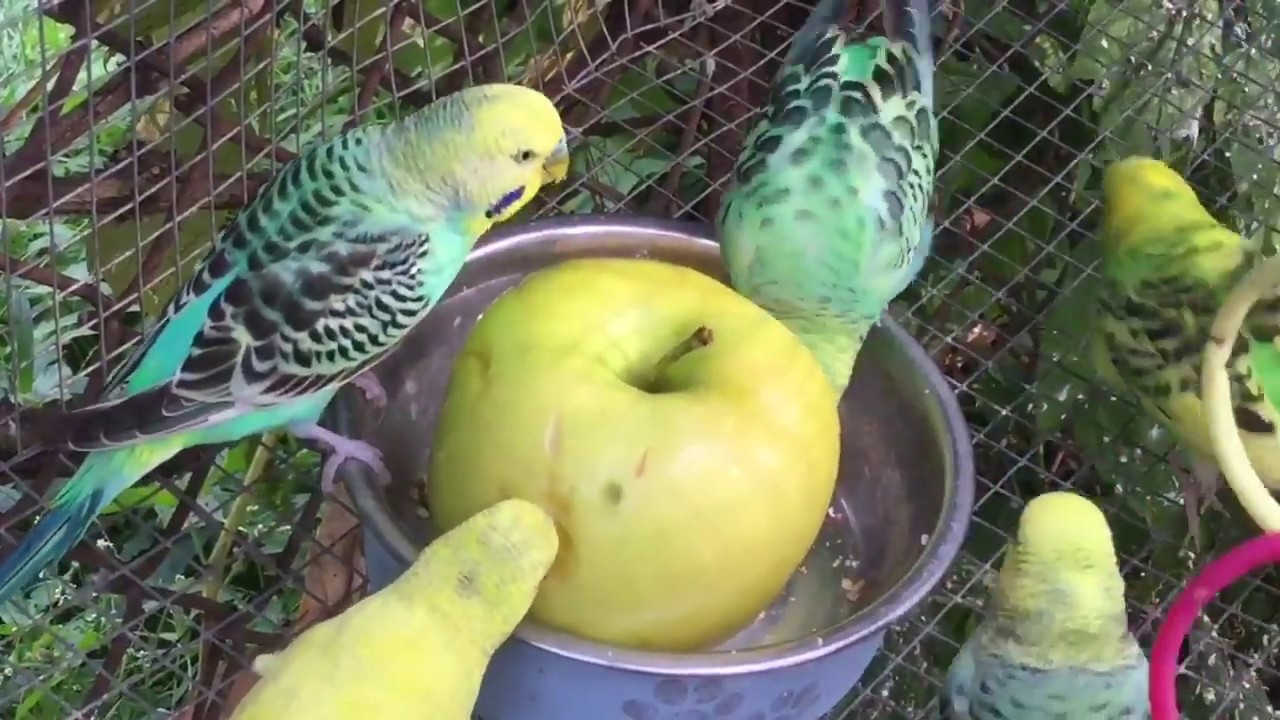 Male Budgies/Parakeets Reaction To Green Apple (Волнистых попугаев ...